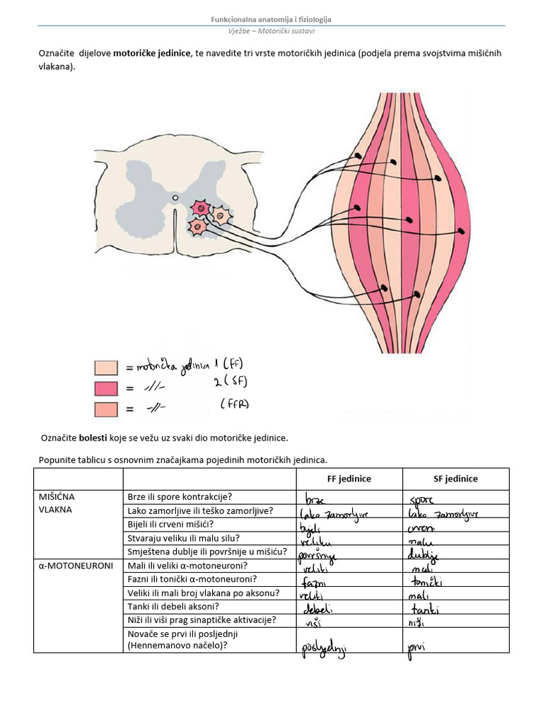 Motoricki Sustavi | PDF