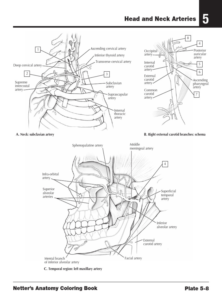 Netter's Anatomy Coloring 2345 | PDF
