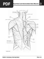 Cat Muscle Diagrams | PDF