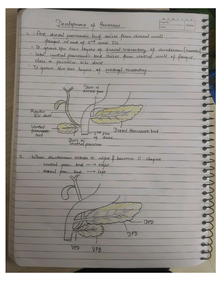 Development of Pancreas | PDF