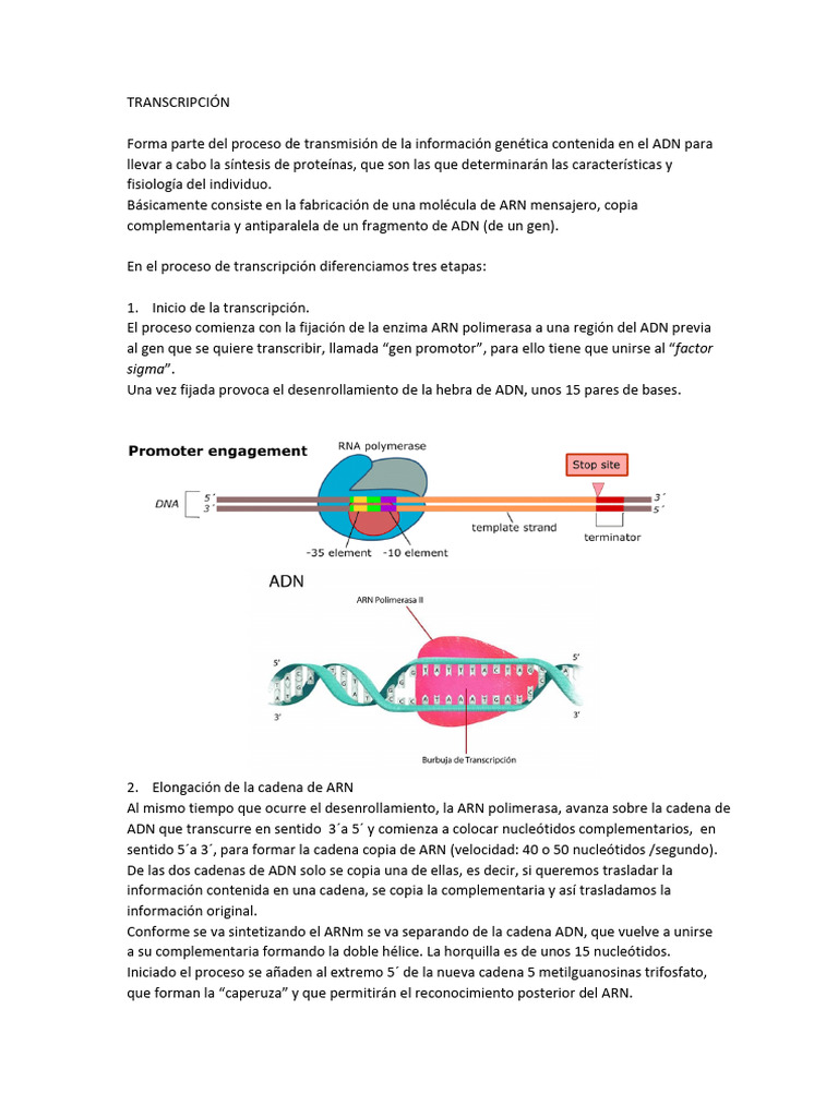 Trancripcion | PDF | Rna | Adn