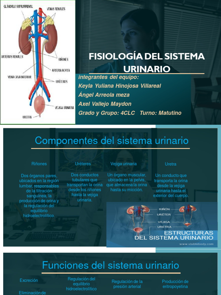 Fisiología Del Sistema Urinario 1 | PDF