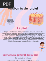 Anatomía de La Piel y Anexos | PDF | Piel | Epidermis