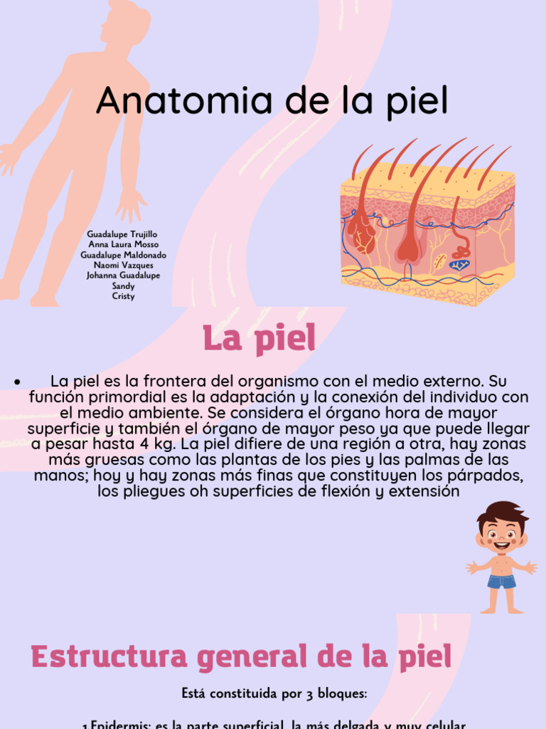 Estructura y Función de la Piel | PDF | Piel | Epidermis