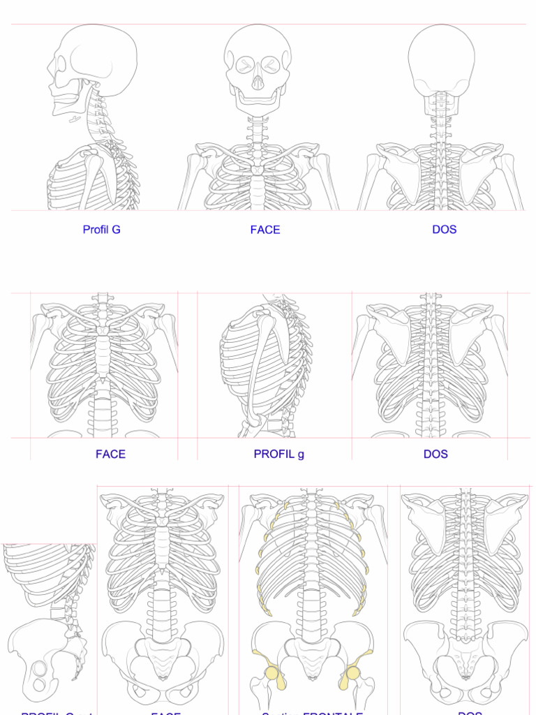 Dessins Squelette | PDF