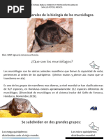 Chiroptera | PDF | Murciélago | Zoología