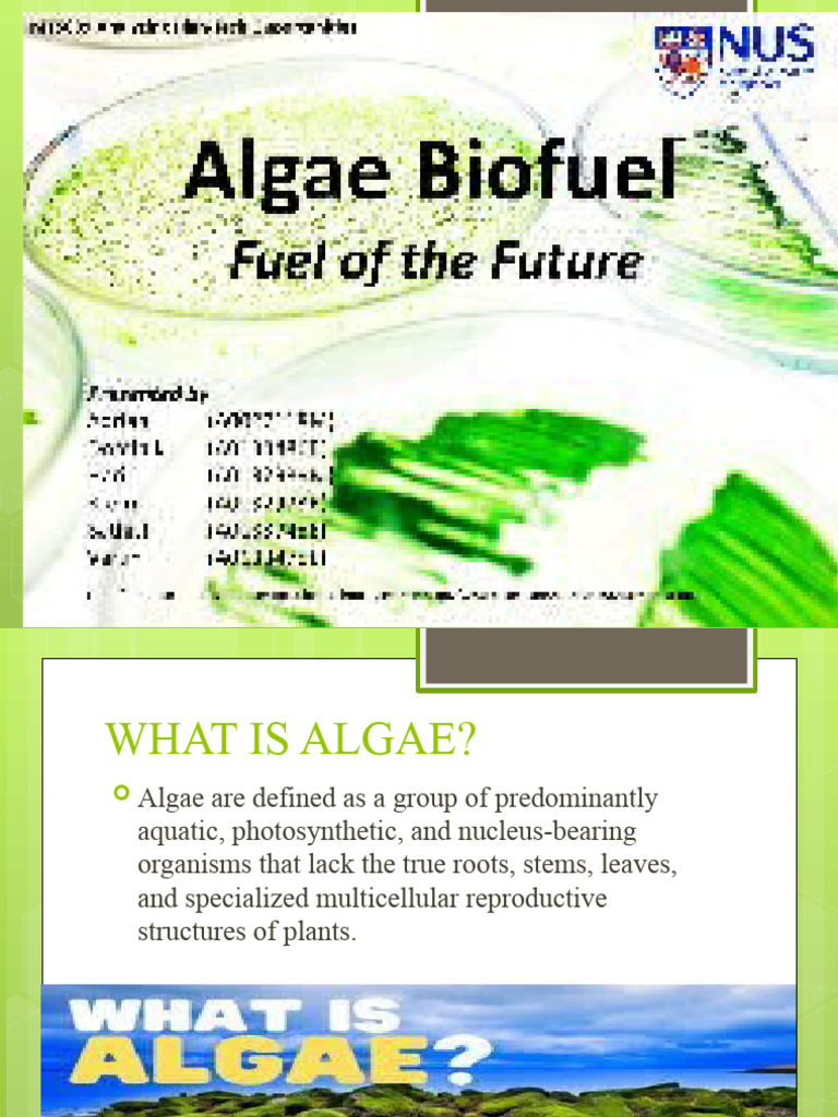 Biodiesel From Algae | PDF