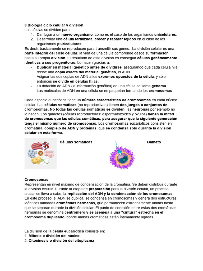 Ciclo Celular y División Celular | PDF