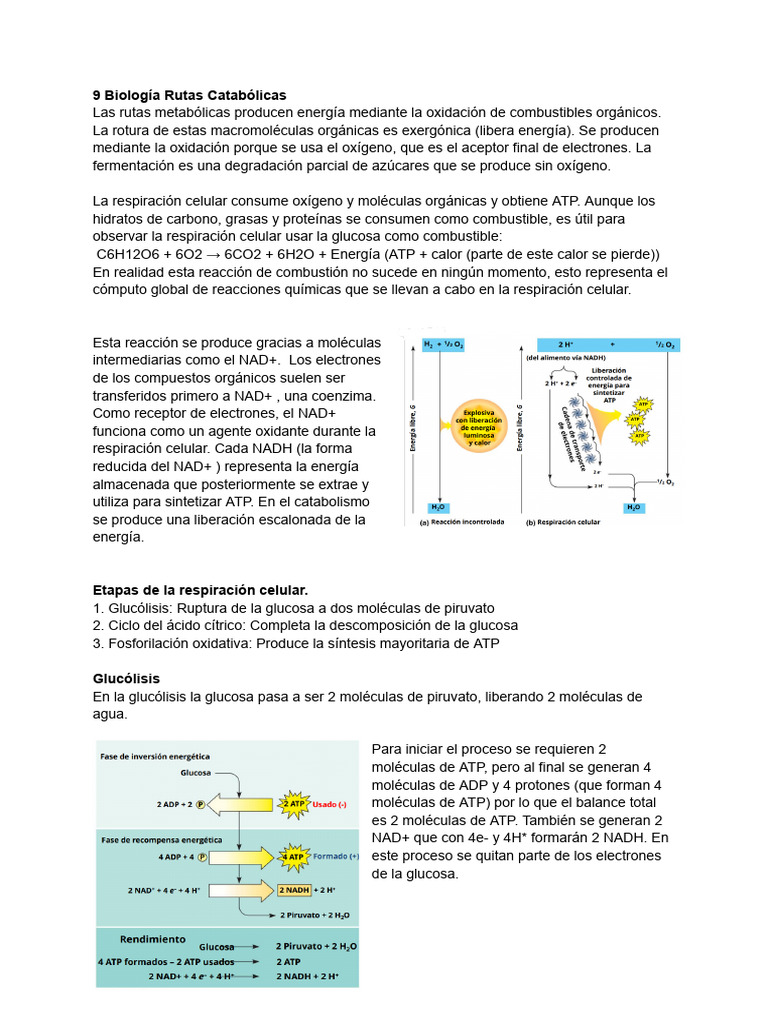 9 Biología Rutas Catabólicas | Descargar gratis PDF | Trifosfato de adenosina | Respiración celular