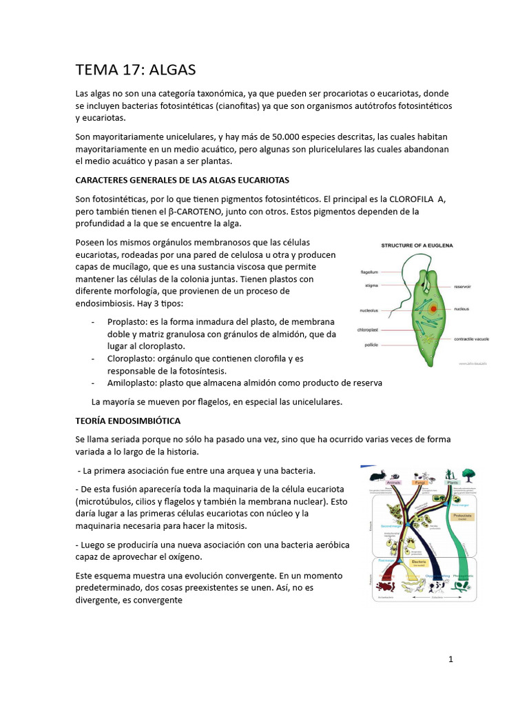 TEMA 17 (1) | PDF | Algas | Cloroplasto