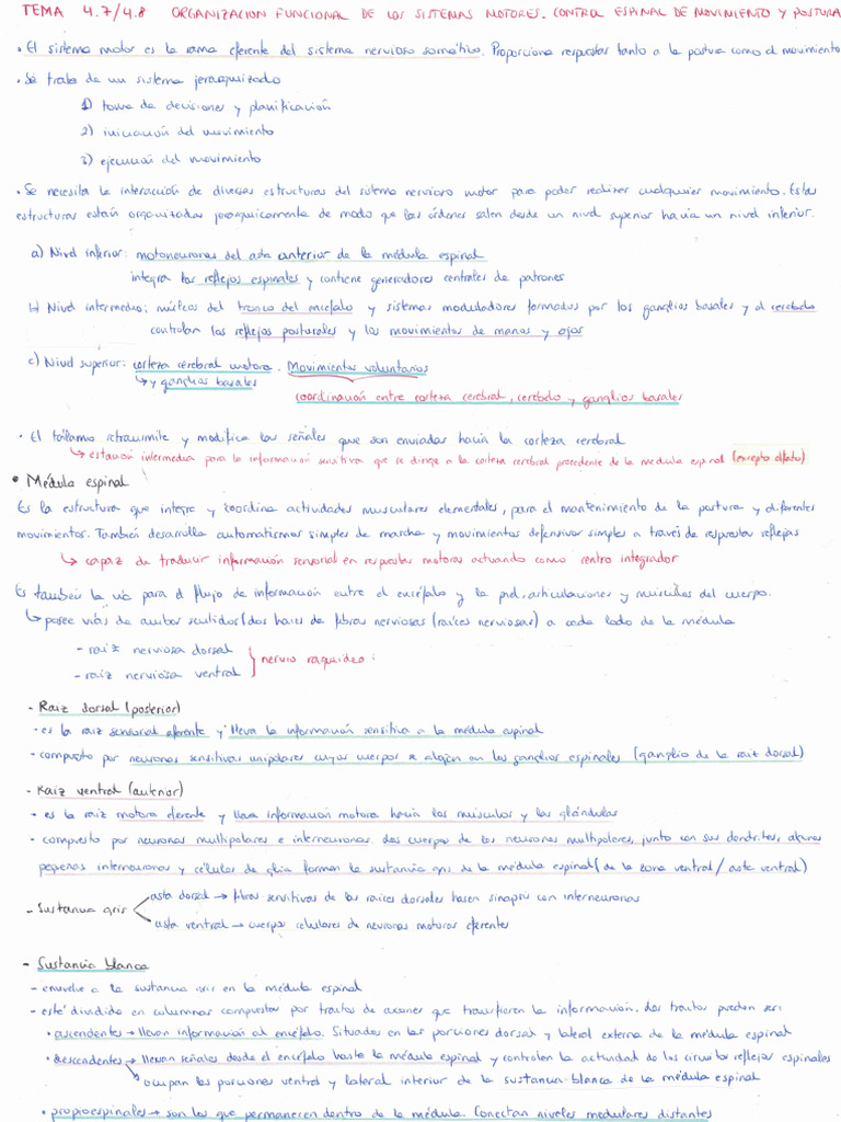 Esquema 13 - Organización Funcional de Los Sistemas Motores | PDF