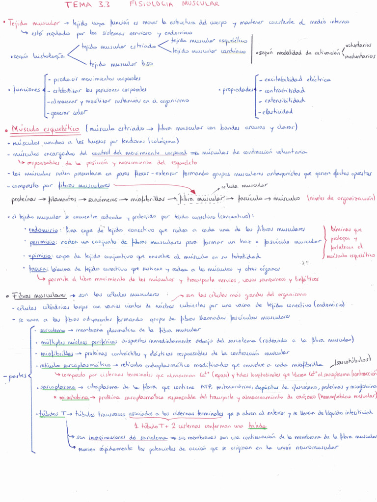 Esquema 8 - Fisiología Muscular | PDF
