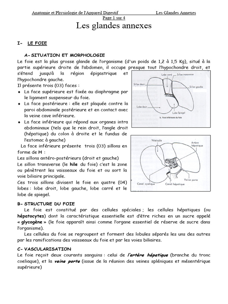Les Glandes Annexes | PDF