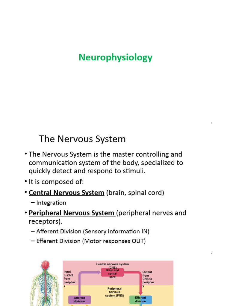 2) Neurophysiology | PDF | Chemical Synapse | Neurotransmitter