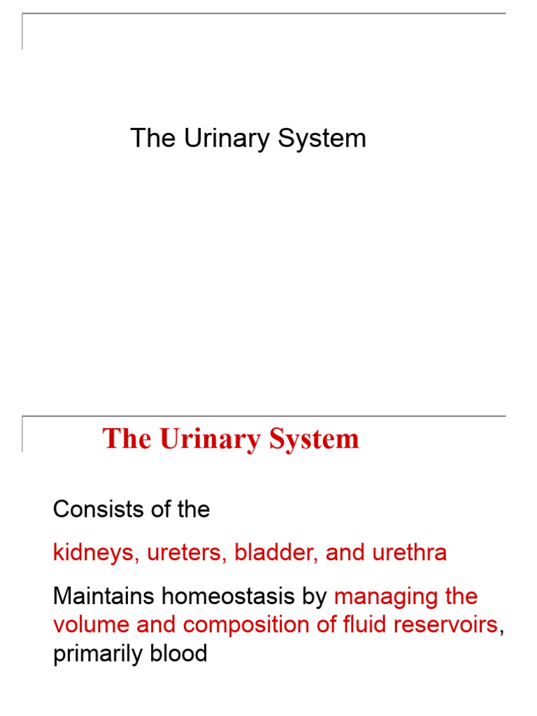 8) Urinary-System (R) | PDF | Urinary System | Urine