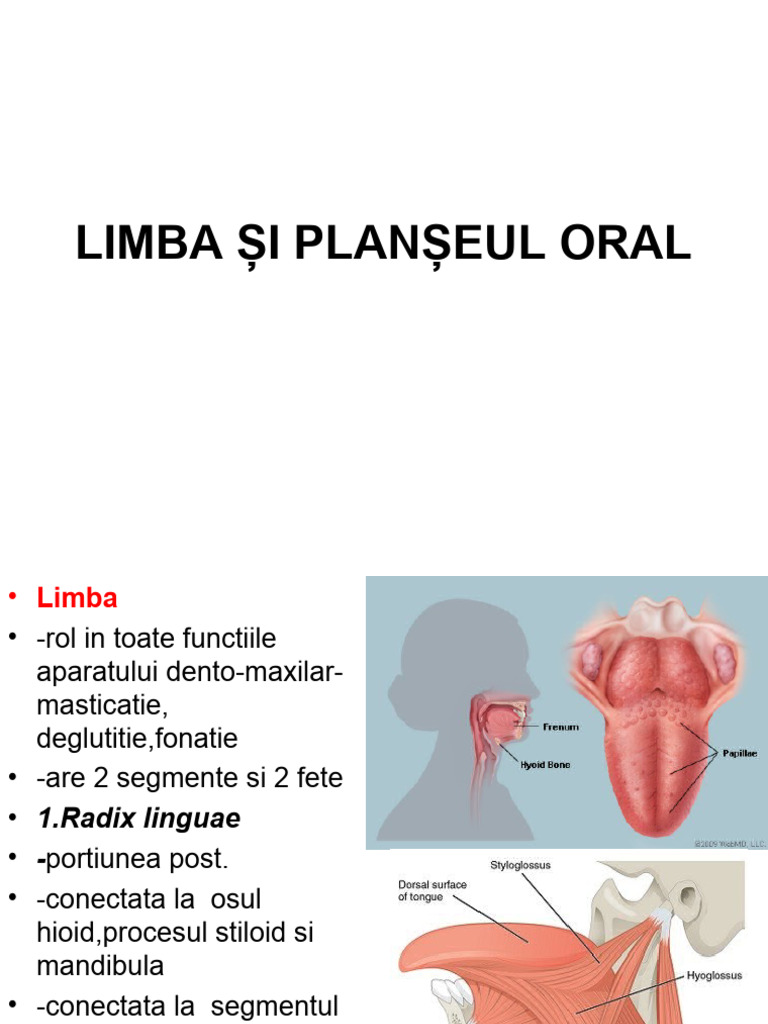 Limba Și Planșeul Oral - AMG | PDF