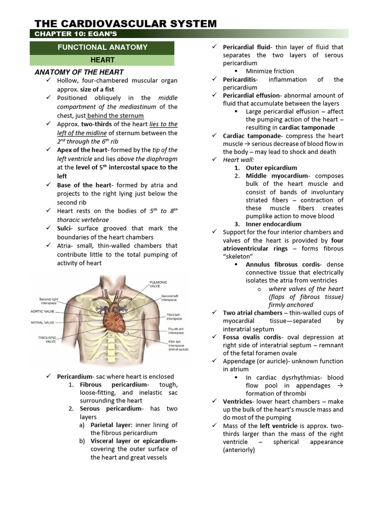 Chapter 10-Cardiovascular System | PDF