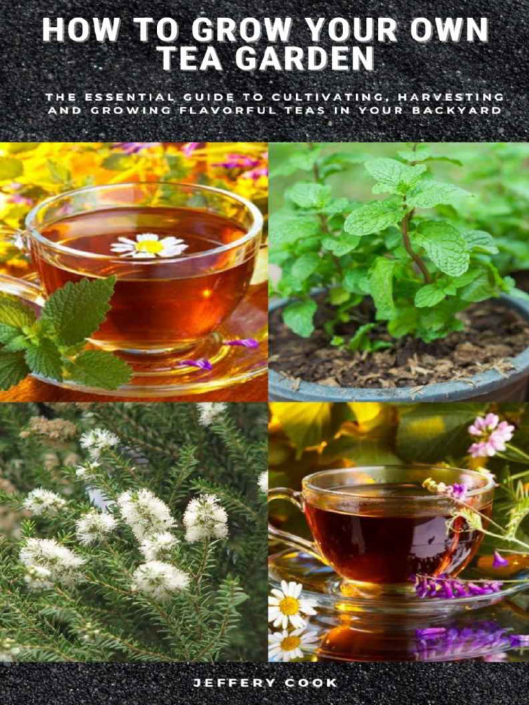 How To Grow Your Own Tea Garden The Essential Guide To Cultivating | PDF | Hot Drinks | Botany