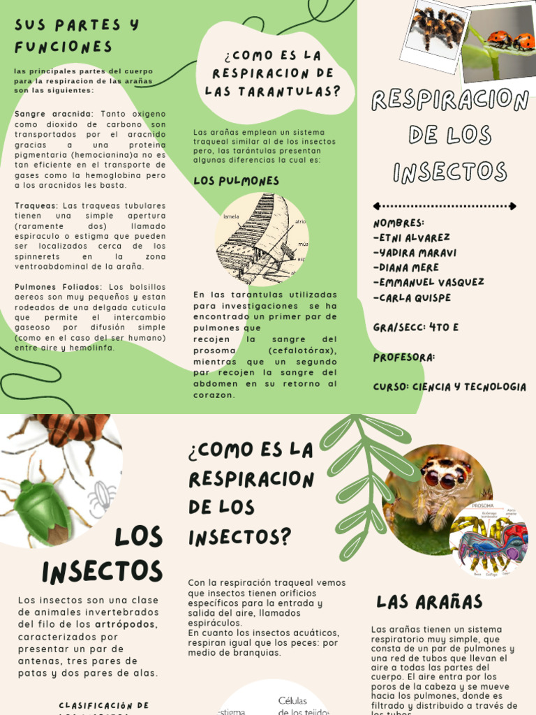 Flyer Folleto Triptico Plantas Vivero Divertido Moderno Orgánico Verde | PDF | Respiración ...