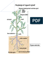 Morphologie et Anatomie de la Tige | PDF | Tige (Plante) | Morphologie ...
