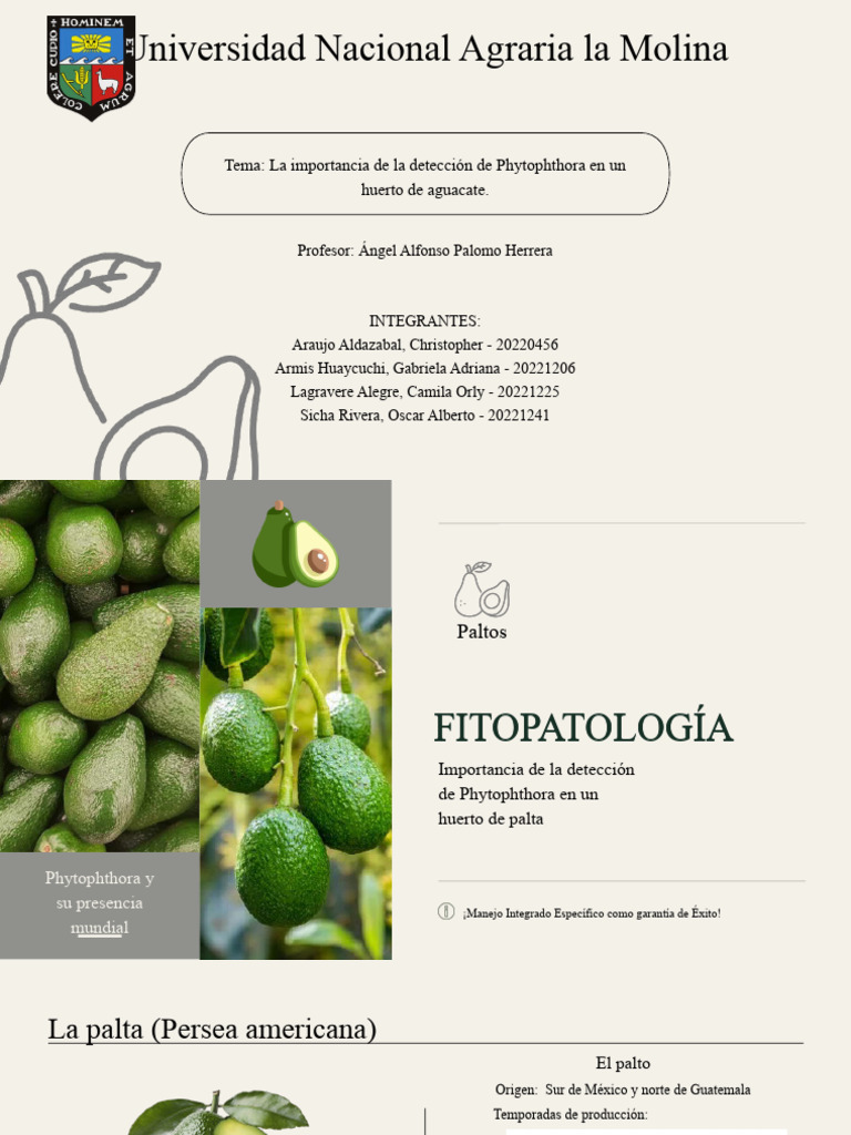 intro-agro_2022-II_Importancia de la detección de Phytophthora en aguacate_final | PDF ...
