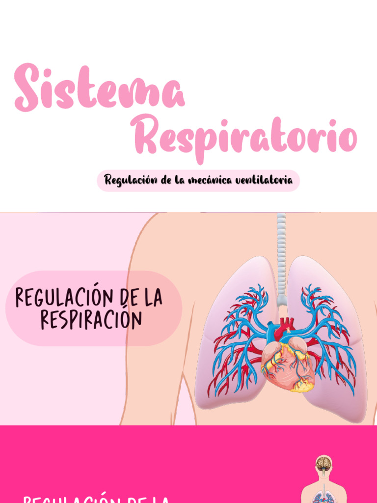 Sistema Respiratorio | Descargar gratis PDF | Sistema respiratorio | Respiración
