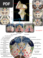 Musculos Masticacion Completo | PDF | Cabeza y cuello humanos | Anatomía humana