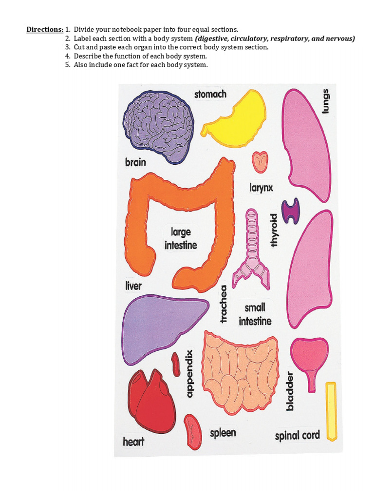 Organ Systems Notebook Activity | PDF | Science & Mathematics | Self ...