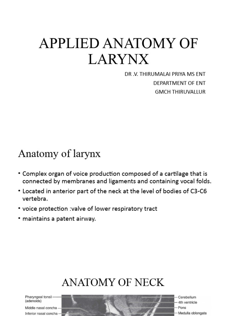 Larynx Anatomy Pdf Larynx Common Carotid Artery