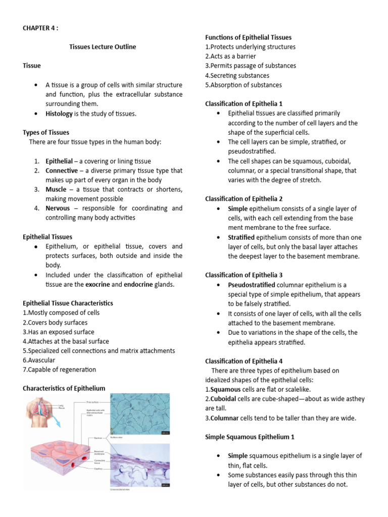 Chapter 4 | Download Free PDF | Epithelium | Connective Tissue