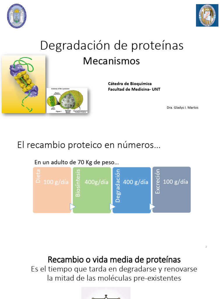 Degradación de Proteínas | PDF | Proteínas | Proteólisis
