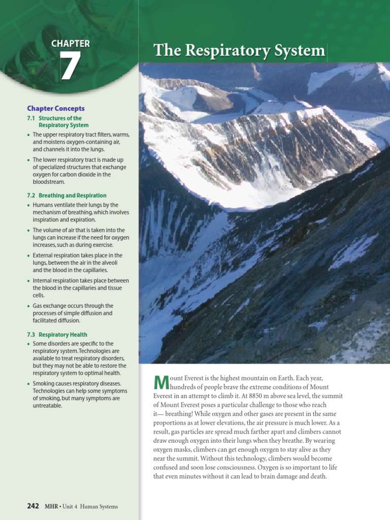 Chapter 7 - Respiratory System | PDF | Respiratory Tract | Respiratory System