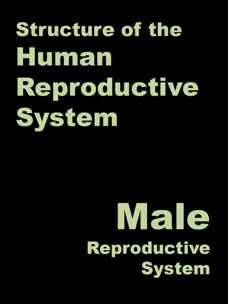 Reproductive System 1 | PDF | Testicle | Reproductive System