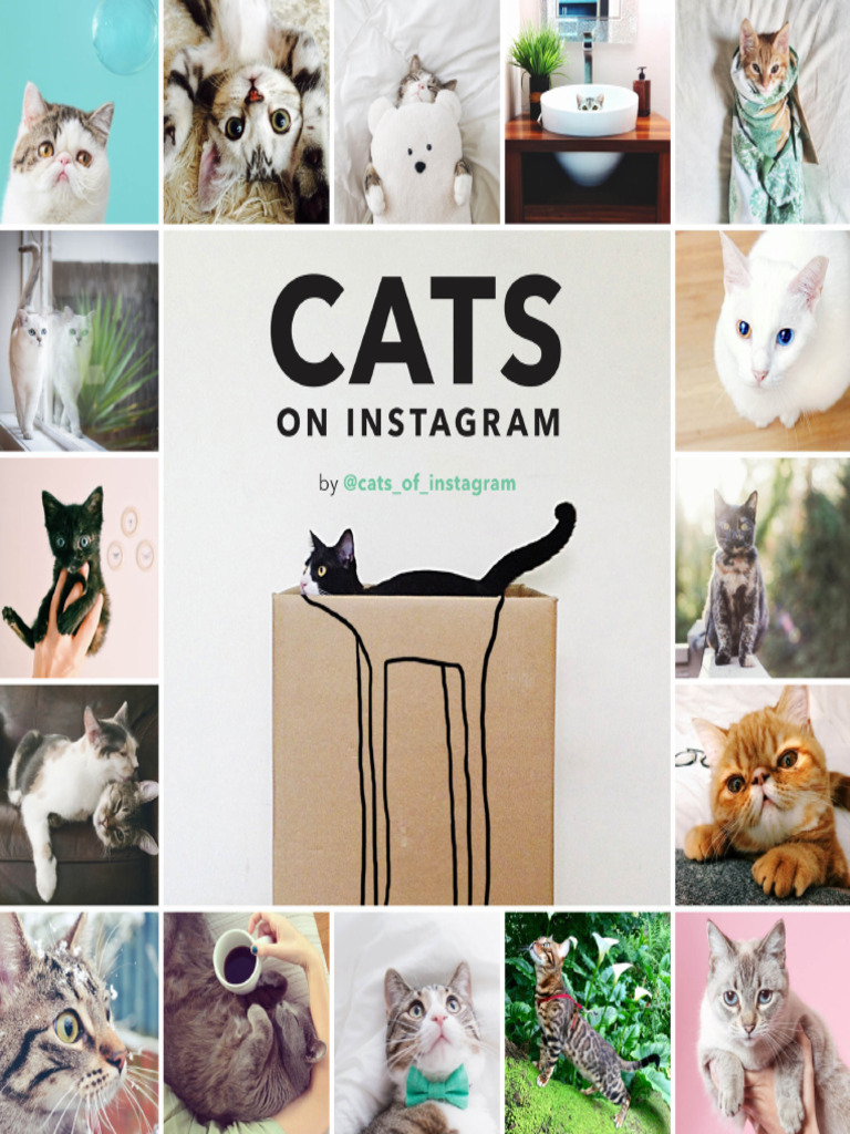 Cats On Instagram | PDF | Cooking, Food & Wine