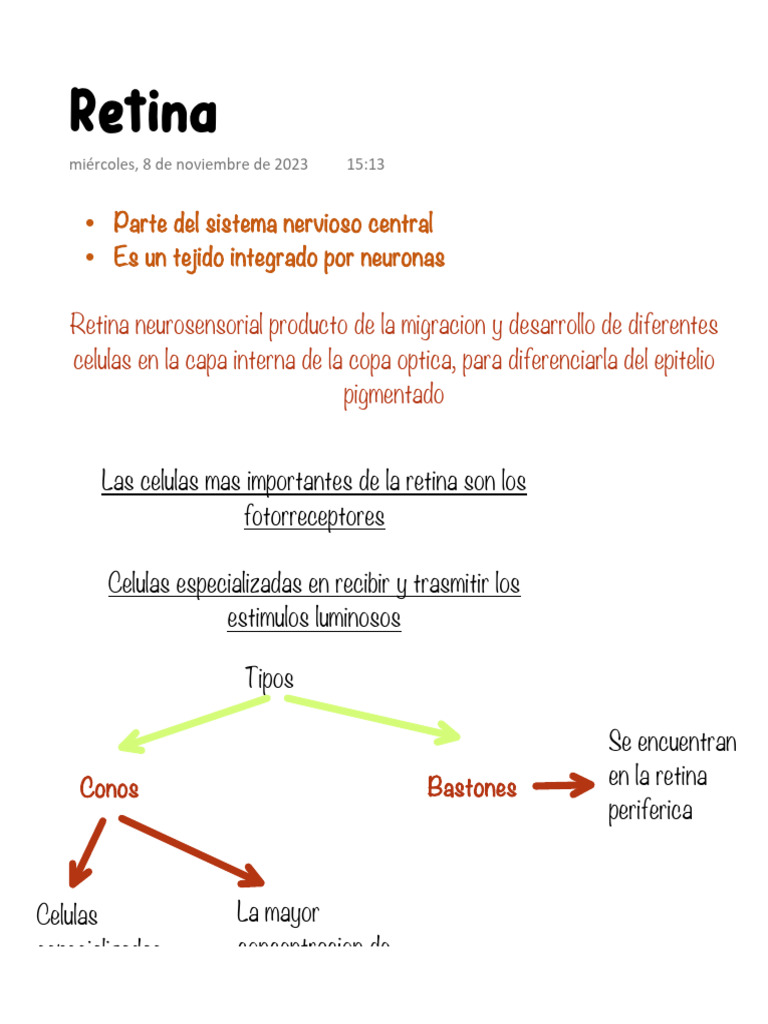 Estructura y función de la retina | PDF