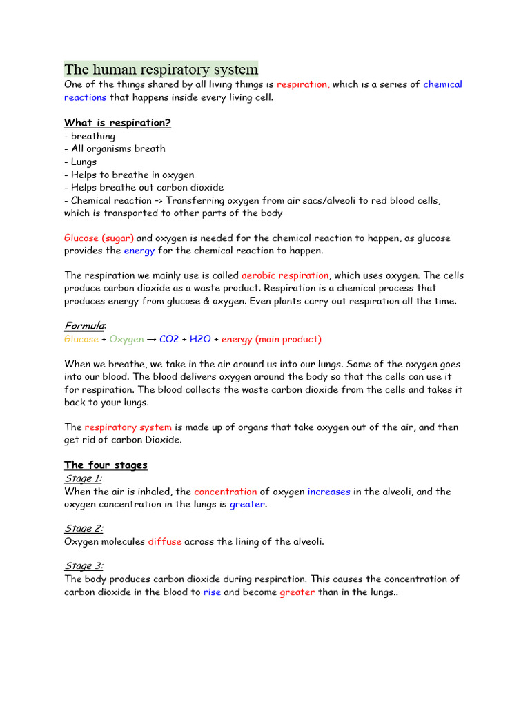 The Human Respiratory System | PDF | Respiratory System | Breathing
