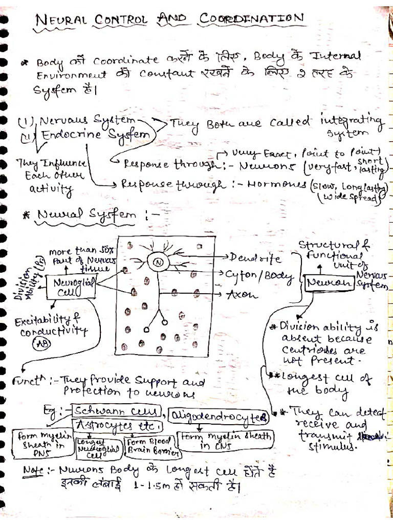 Neural Control and Coordination | PDF