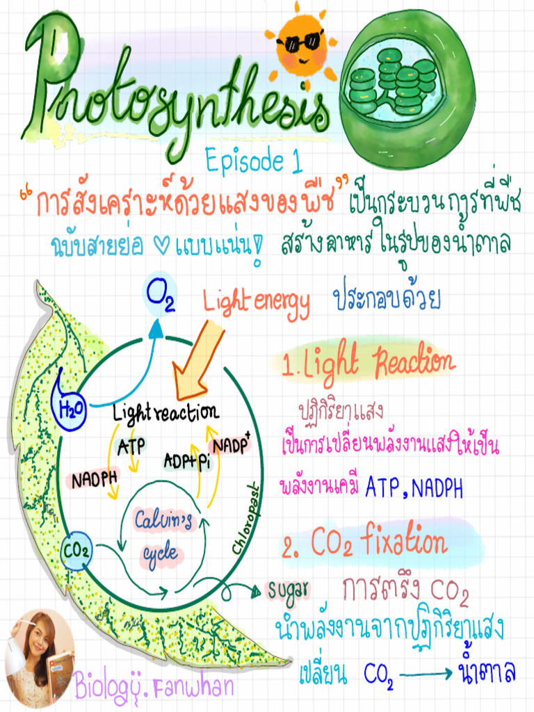 Light Reaction | PDF