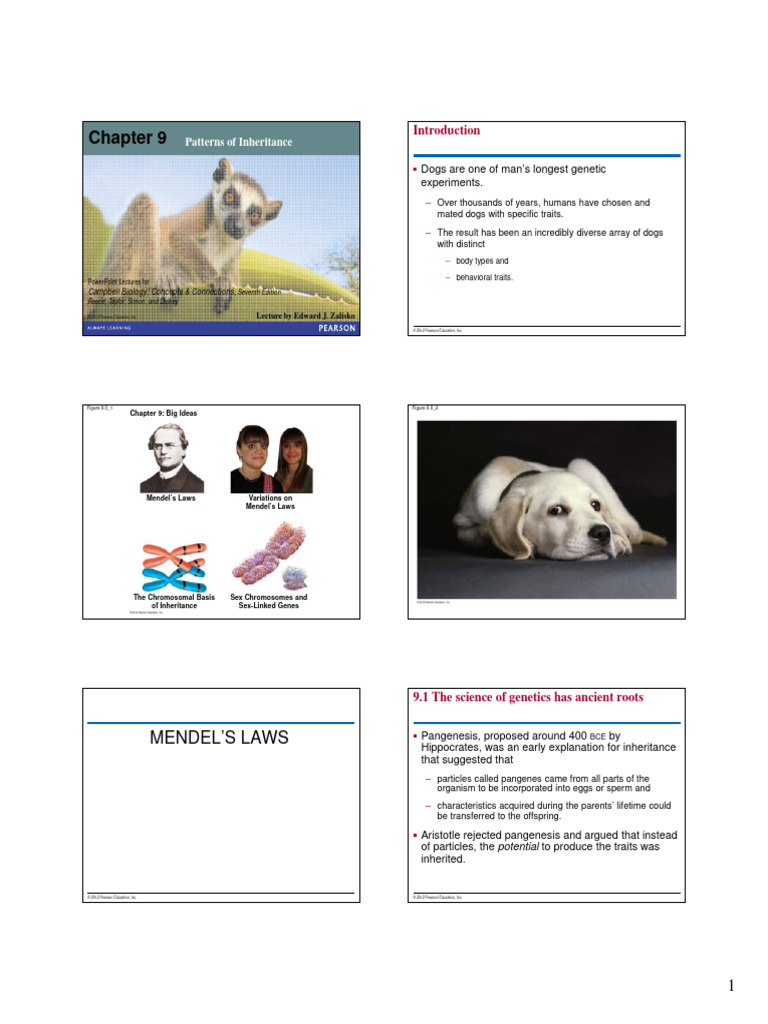 Chapter 9 Genetics | PDF | Dominance (Genetics) | Allele