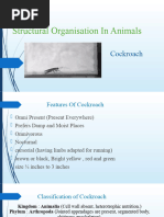 Cockroach Ncert | PDF