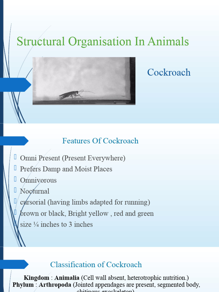 Anatomy and Features of Cockroaches | PDF | Animal Physiology | Anatomy