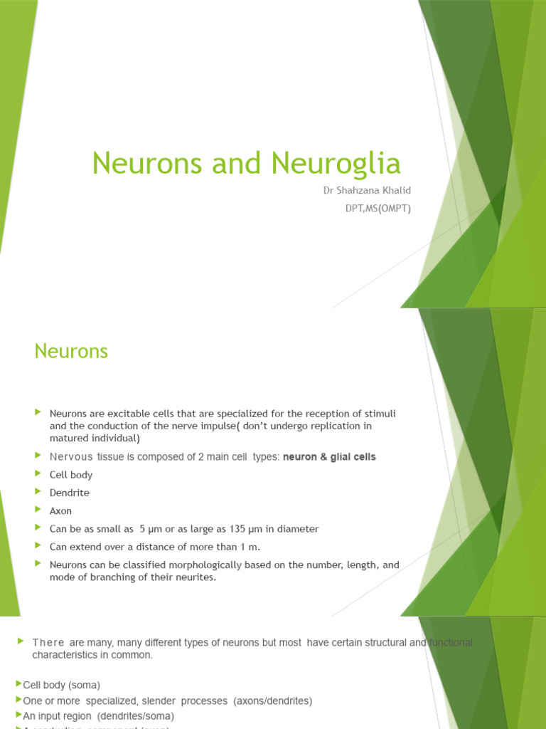 Neurons and Neuroglia - PPTX 2nd Lec | PDF | Neuron | Action Potential