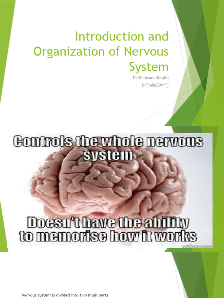 Introduction and Organization of Nervous System | PDF | Nervous System ...