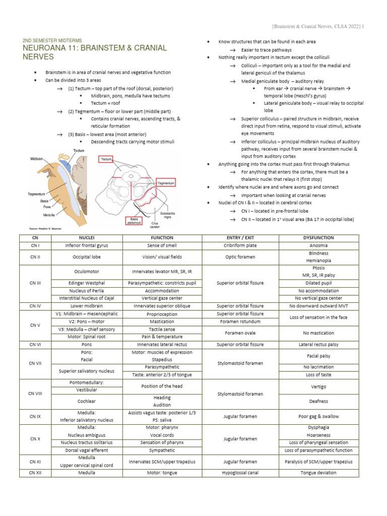 Neuroana 11 Brainstem Cranial Nerves | PDF | Brainstem | Thalamus