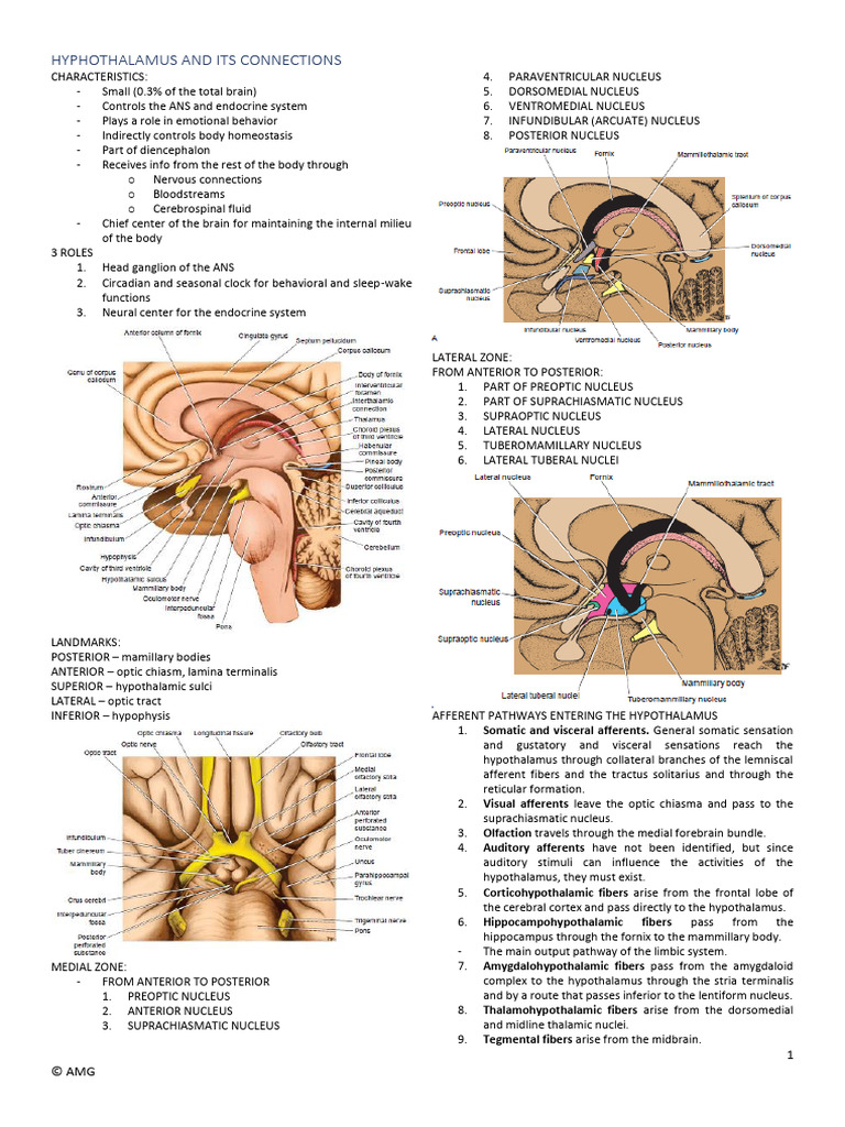 Hypothalamus and Its Connections | PDF | Hypothalamus | Pituitary Gland