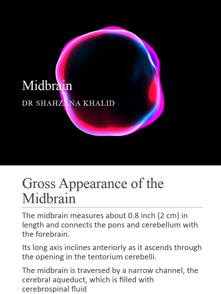 brainstem midbrain | PDF