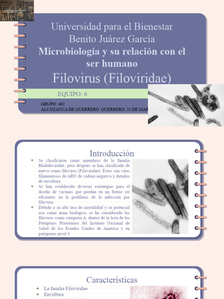 Filovirus: Características y Prevención | PDF | Virus | Ciencias de la ...