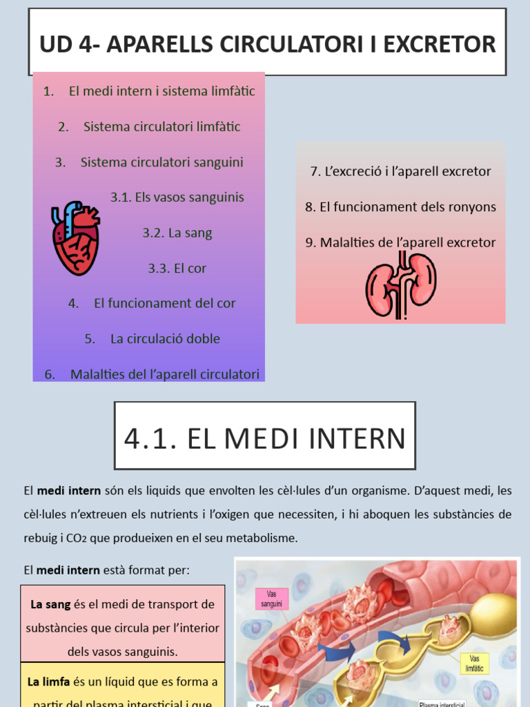 UD4. Aparell Circulatori I Excretor 23-24 | PDF