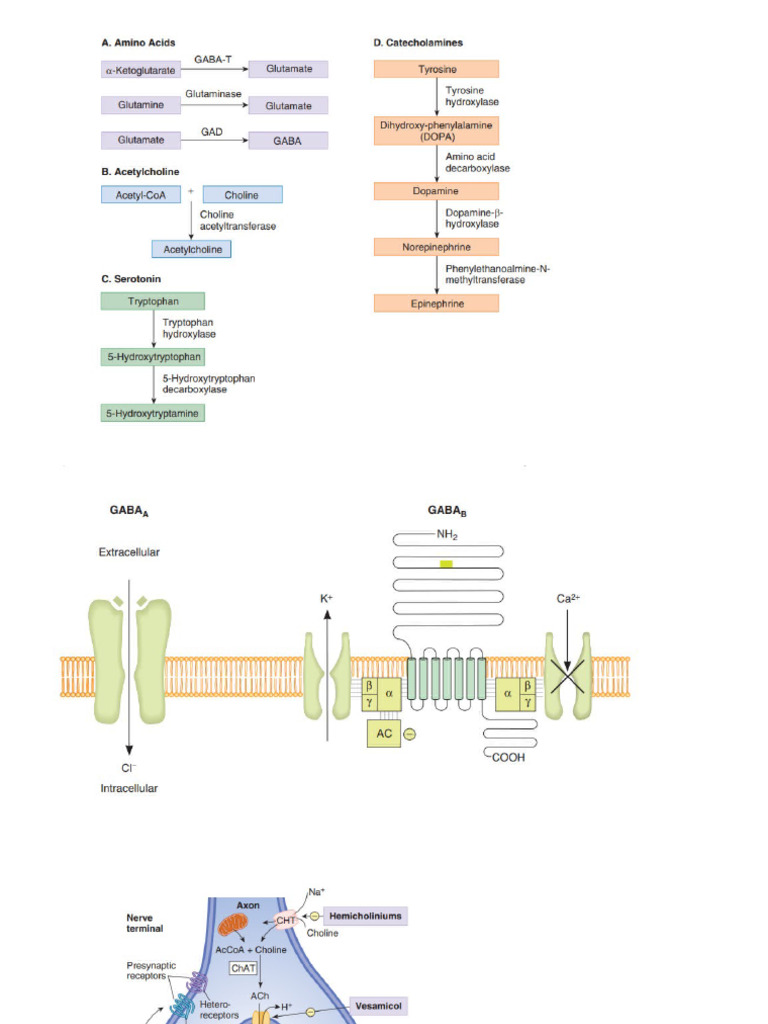 Neurotransmitters and Nervous System | PDF