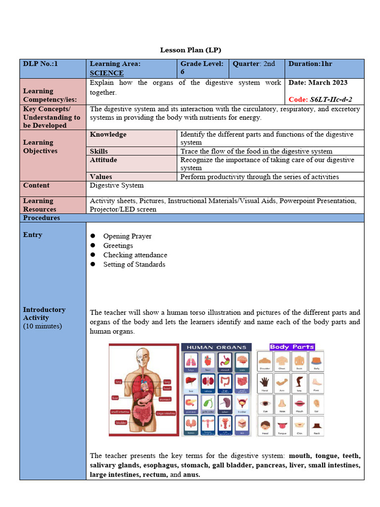 Digestive System Lesson Plan ELEM | PDF | Human Digestive System ...